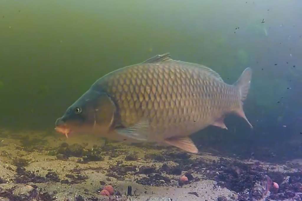 Onderwater Video's Karpers | Flexible Carpfishing